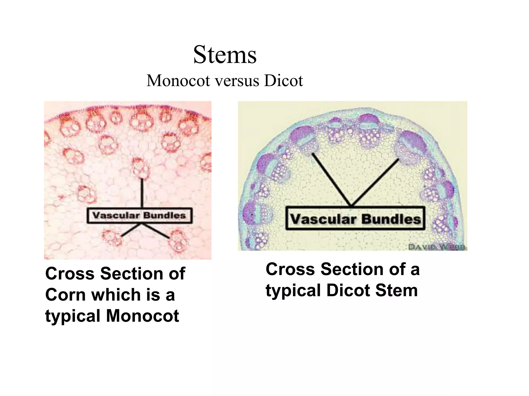 Monocotyledons vs dicotyledons 9 | PDF