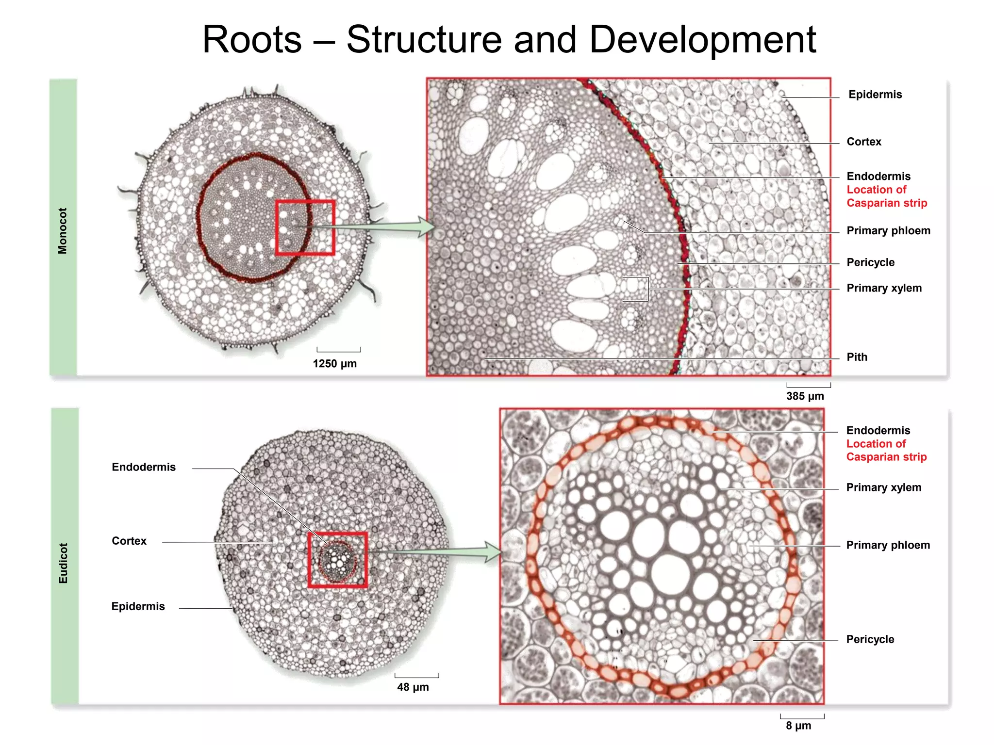 Monocotyledons Vs Dicotyledons 9 Pdf