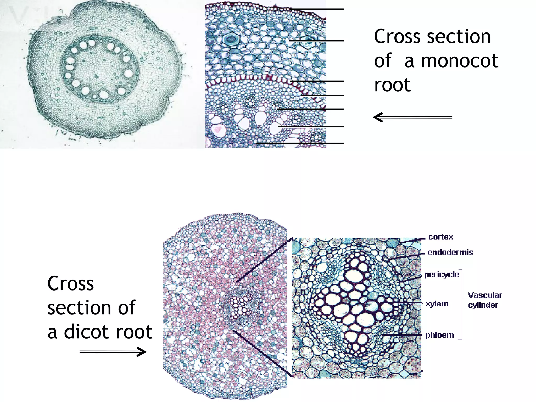 Monocotyledons Vs Dicotyledons 9 Pdf