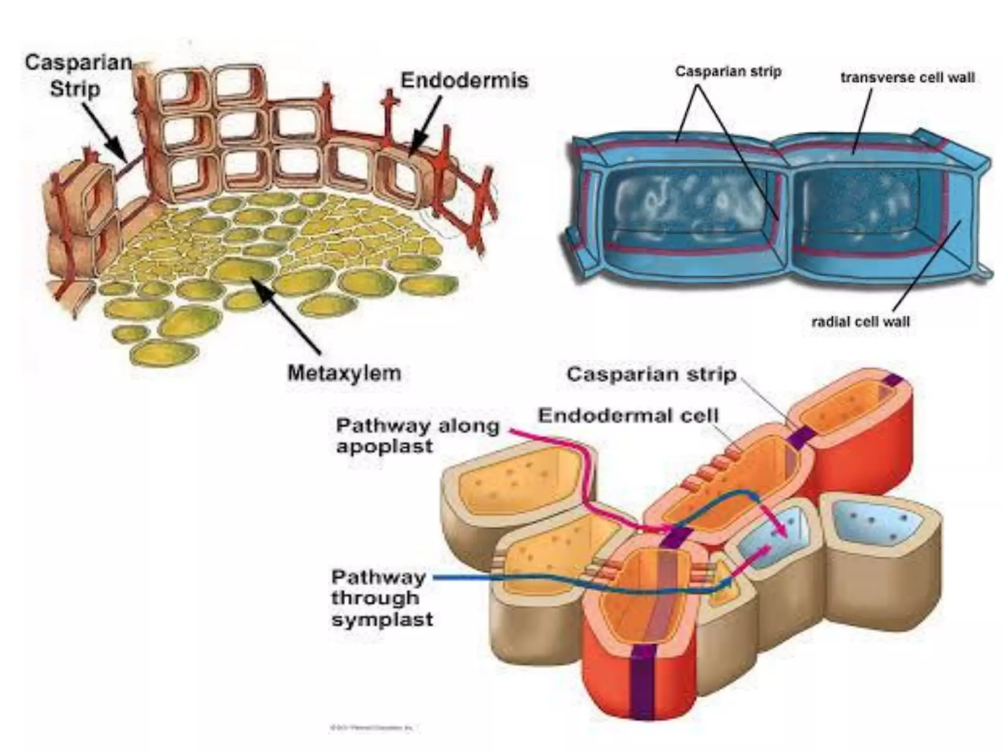 Monocotyledons vs dicotyledons 9 | PDF