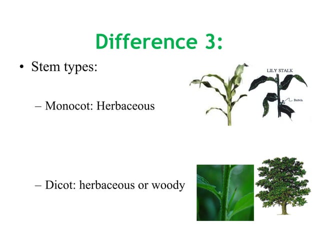 Monocotyledons vs dicotyledons 9 | PDF | Gardening | Home & Garden