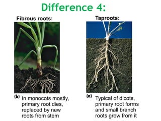 Monocotyledons vs dicotyledons 9 | PDF