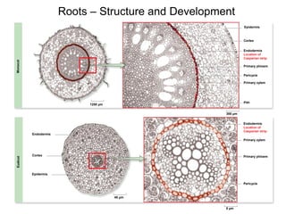 Monocotyledons vs dicotyledons 9 | PDF