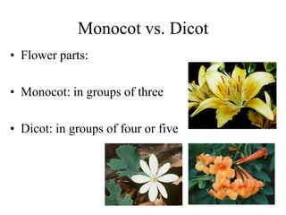 Monocotyledons vs dicotyledons 9 | PDF