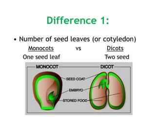 Monocotyledons vs dicotyledons 9 | PDF