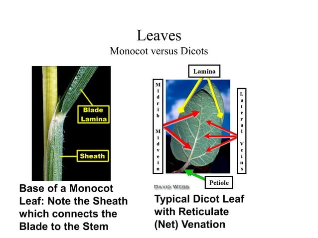 Monocotyledons vs dicotyledons 9 | PDF | Gardening | Home & Garden
