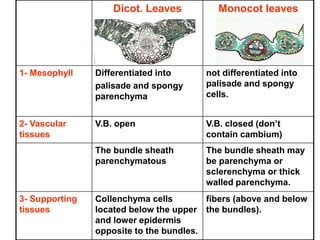 Monocotyledons vs dicotyledons 9 | PDF