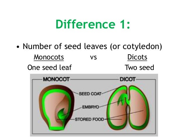 Monocotyledons vs dicotyledons 9