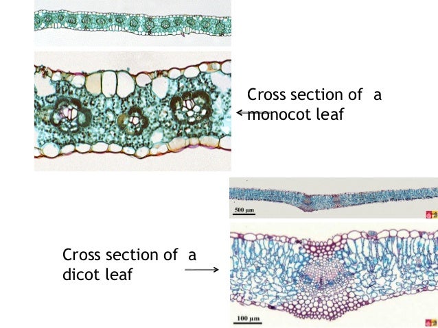 Monocotyledons vs dicotyledons 9
