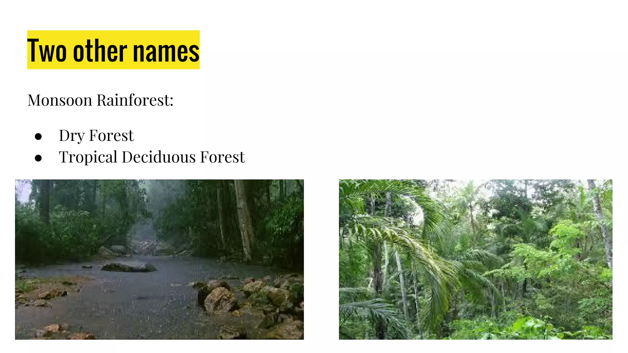 Monsoon forest PERIOD 5 | PDF
