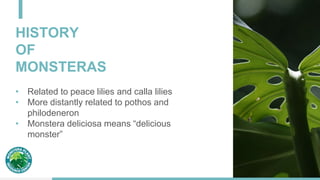 The Ultimate Monstera Webinar | PPTX