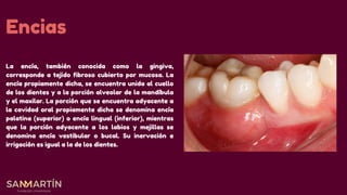 Cavidad Bucal, anatomia, funcion, y glandulas anexas | PDF