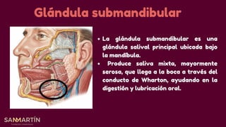 Cavidad Bucal, anatomia, funcion, y glandulas anexas | PDF