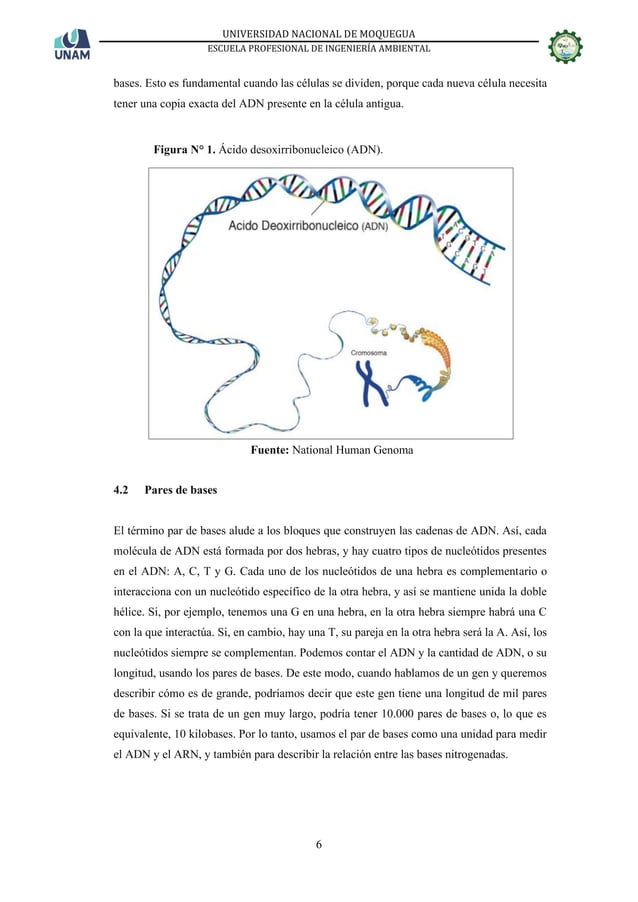 Montaje de la estructura del ADN en papel y verificación de la ...