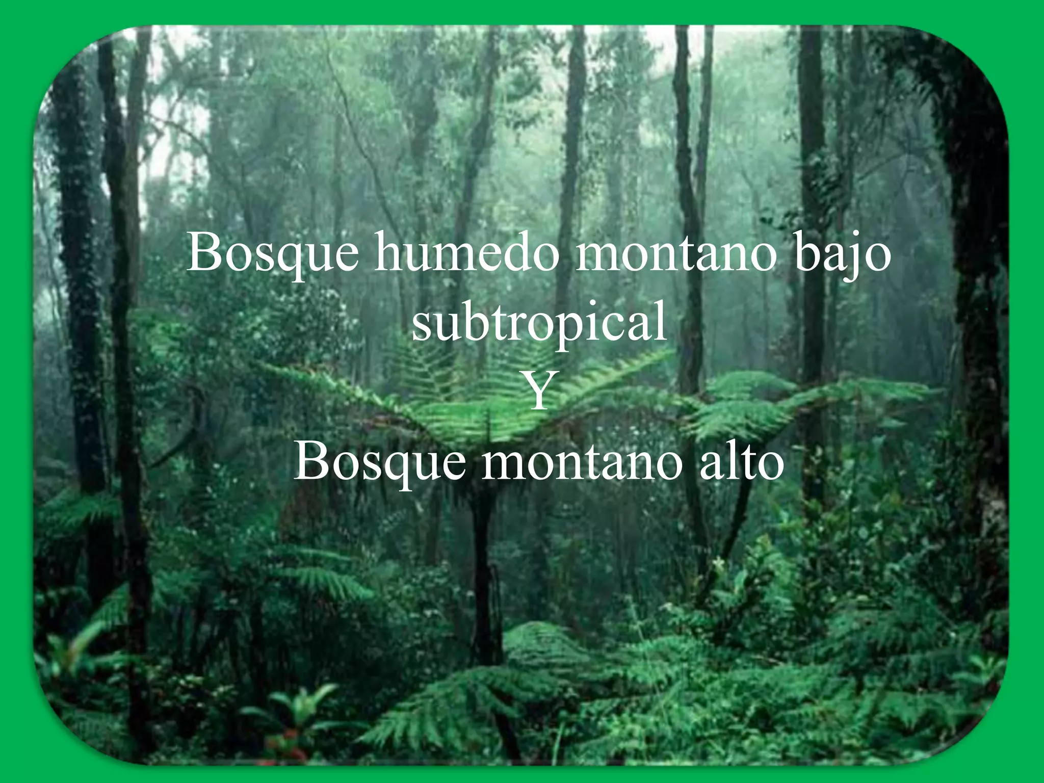 ecosistema Montano bajo | PPT