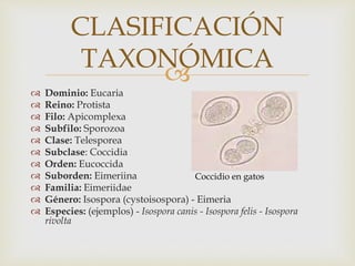Medicina Veterinaria | PPT
