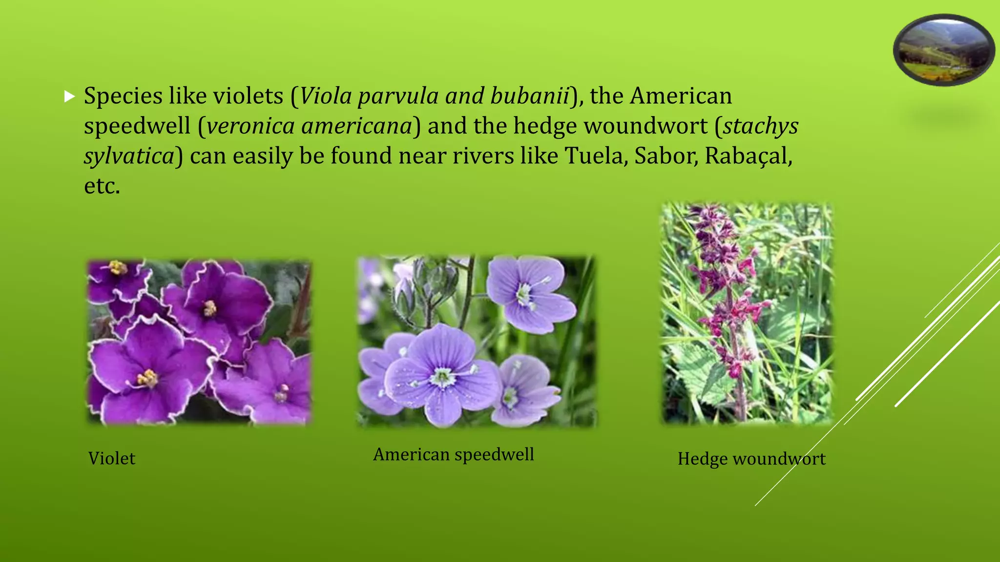 Montesinho natural park in Portugal | PPTX