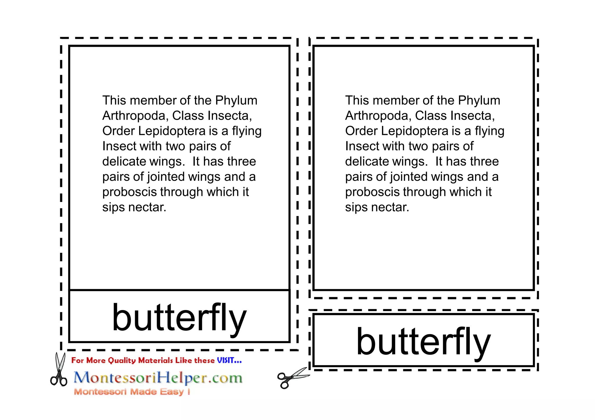 Montessori butterfly nomenclature cards ages 6 to 9 | PPT
