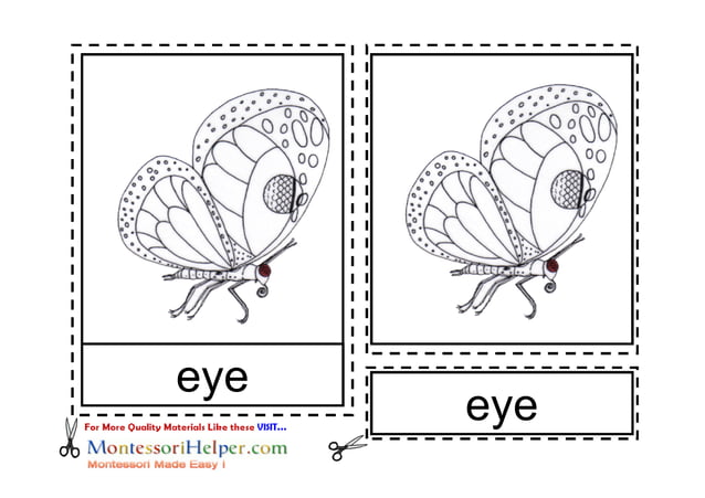 Montessori butterfly nomenclature cards ages 6 to 9 | PPT