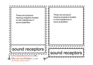 Montessori butterfly nomenclature cards ages 6 to 9 | PPT