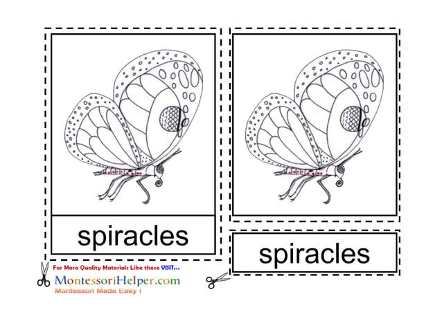 Montessori butterfly nomenclature cards ages 6 to 9 | PPT
