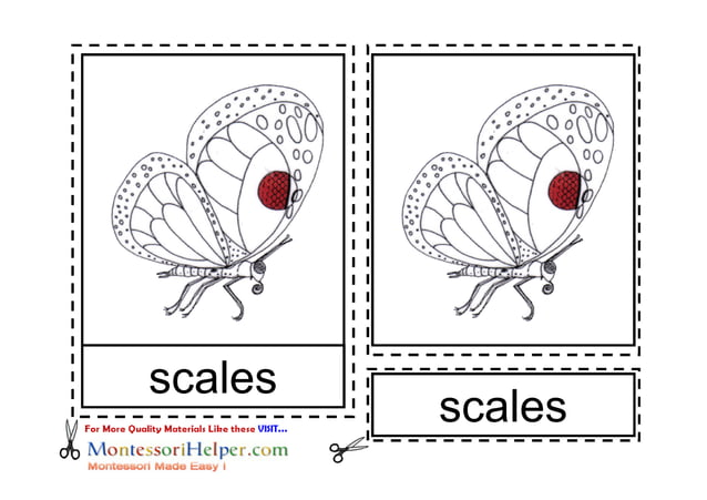 Montessori butterfly nomenclature cards ages 6 to 9 | PPT