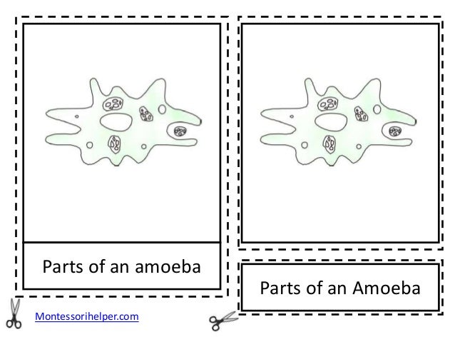 Amoeba Worksheet
