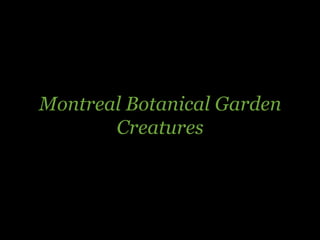Montreal Botanical Gardens Creatures | PPTX