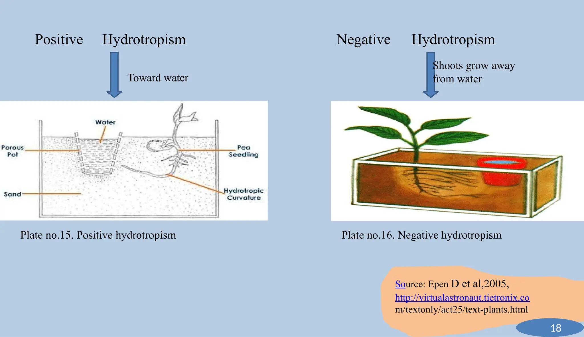 Tropism of plant and biological role in plant | PPTX