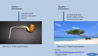 Tropism of plant and biological role in plant | PPT