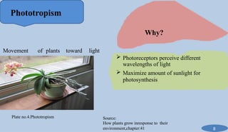 Tropism of plant, types and role in plant | PPTX