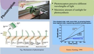 Tropism of plant, types and role in plant | PPTX