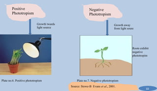 Tropism of plant, types and role in plant | PPTX