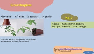 Tropism of plant, types and role in plant | PPTX