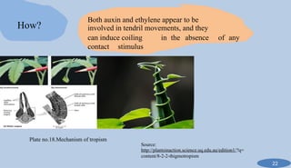 Tropism of plant, types and role in plant | PPTX