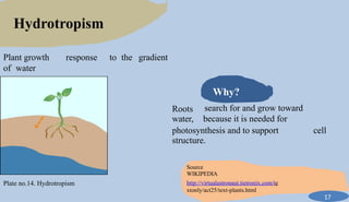Plant tropism: Types , role and importance | PPTX