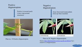 Plant tropism: Types , role and importance | PPTX