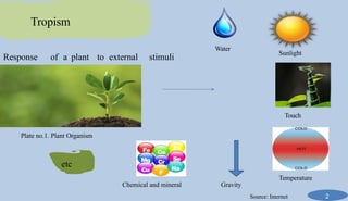 Plant tropism: Types , role and importance | PPTX