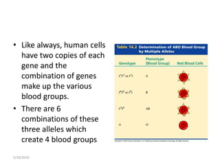 Moodle multiple alleles_codom | PPT