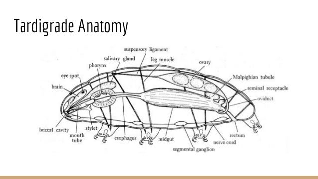 Moon bears to space (m.b.t.s.)