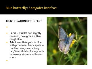 Moong crop insects A Lecture By Mr Allah Dad Khan | PPT