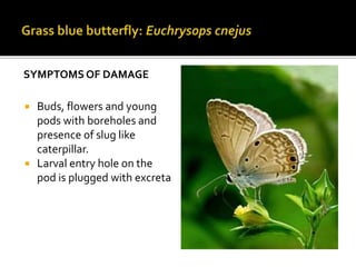 Moong crop insects A Lecture By Mr Allah Dad Khan | PPT