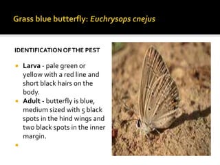Moong crop insects A Lecture By Mr Allah Dad Khan | PPT