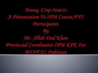 Moong crop insects A Lecture By Mr Allah Dad Khan | PPT