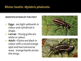 Moong crop insects A Lecture By Mr Allah Dad Khan | PPT