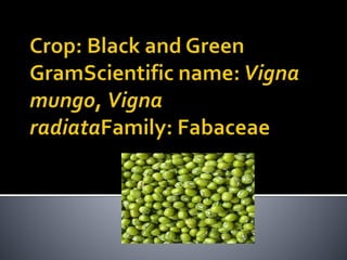 Moong crop insects A Lecture By Mr Allah Dad Khan | PPT