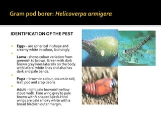 Moong crop insects A Lecture By Mr Allah Dad Khan | PPT