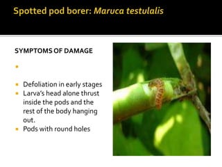 Moong crop insects A Lecture By Mr Allah Dad Khan | PPT