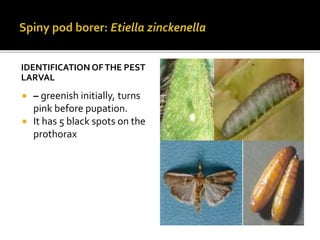 Moong crop insects A Lecture By Mr Allah Dad Khan | PPT