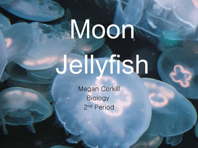 Moon jellyfish slide show- Megan Corkill | PPT | Geography | Science